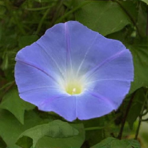 ipomoea purpurea