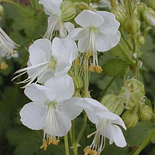 geranium white ness