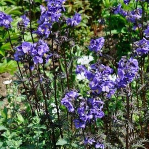 polemonium bressingham purple problems