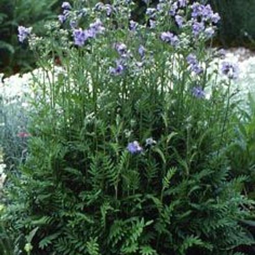 polemonium bressingham purple problems
