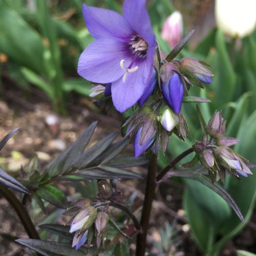 polemonium bressingham purple problems