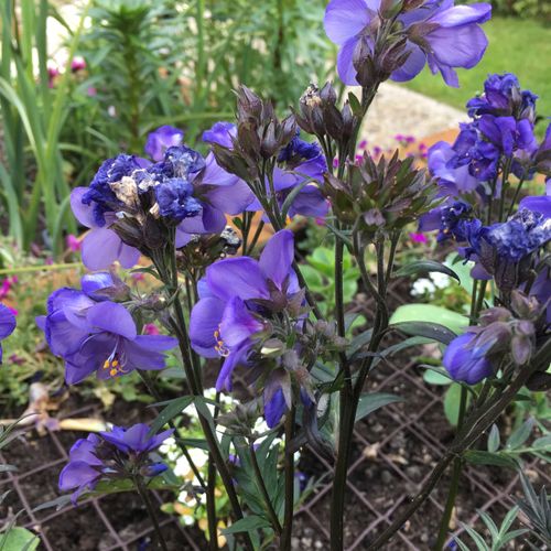 polemonium bressingham purple problems