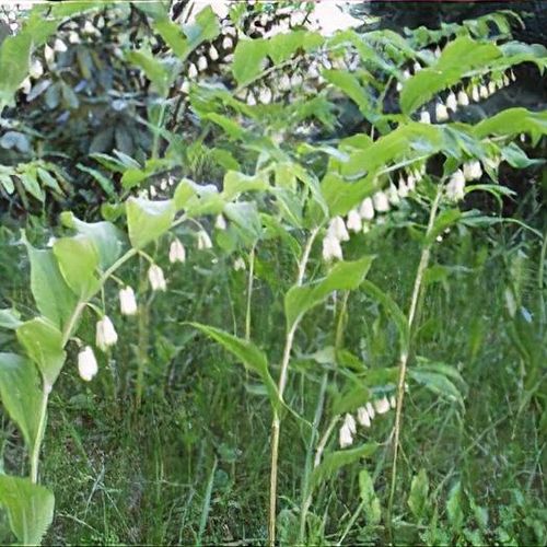 polygonatum multiflorum rhs