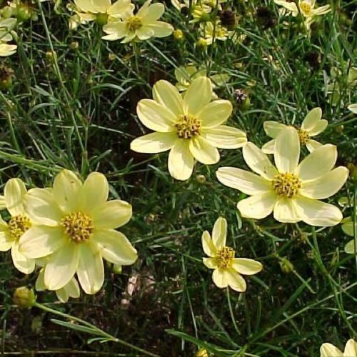 moonbeam coreopsis pruning