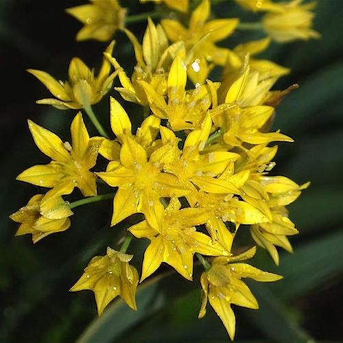 allium flavum