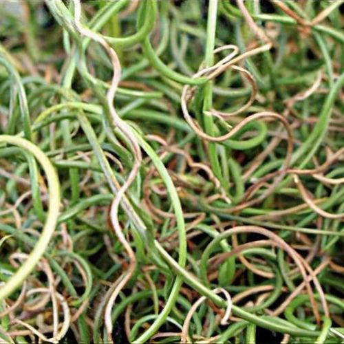 juncus effusus 'spiralis