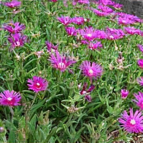 lampranthus multiradiatus