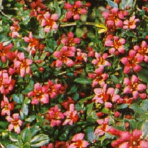 red escallonia