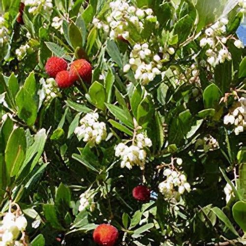 arbutus compacta uk