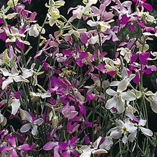 matthiola longipetala