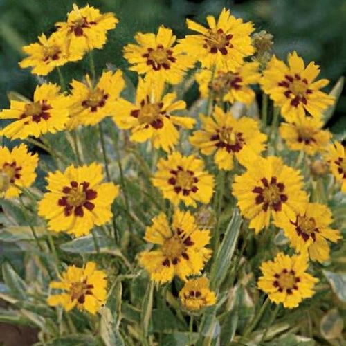 coreopsis calypso