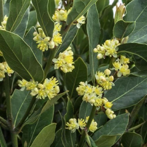 bay leaf flower