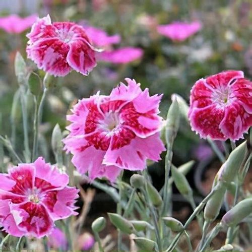 dianthus supernova