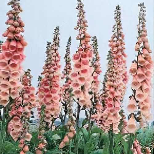 pink digitalis