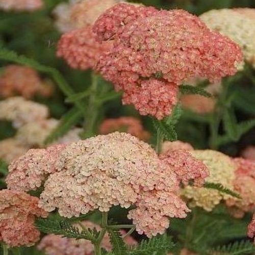 achillea salmon