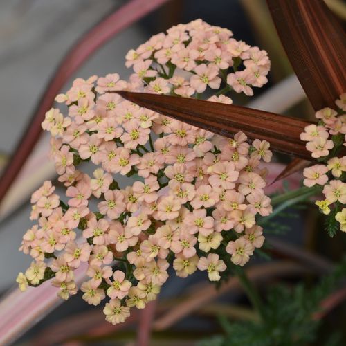 achillea salmon