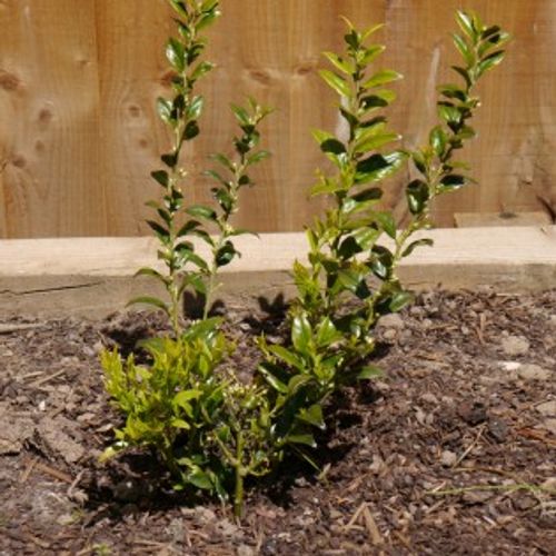 pruning sarcococca humilis