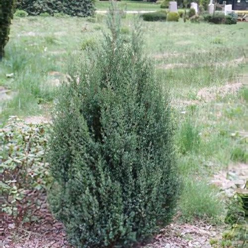 juniperus stricta