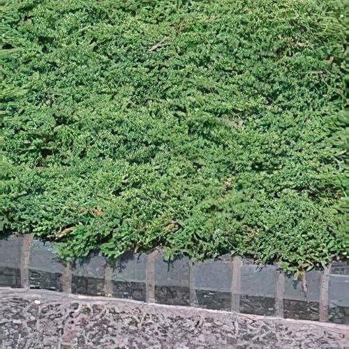 juniperus horizontalis uk