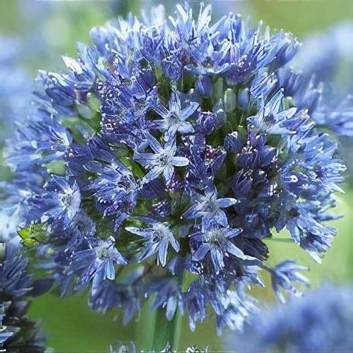blue allium