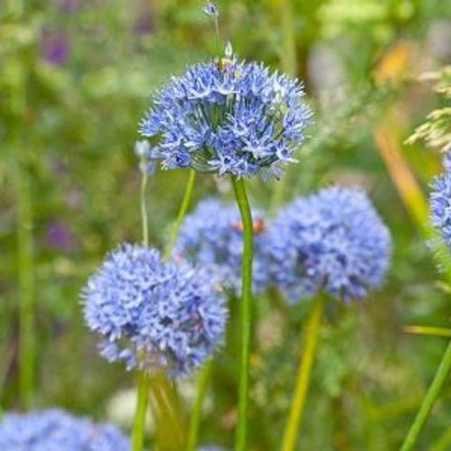 blue allium