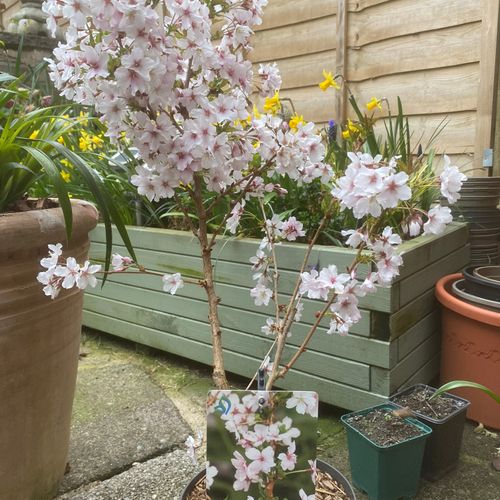 prunus brilliant