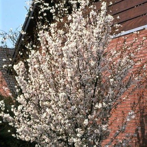 prunus brilliant