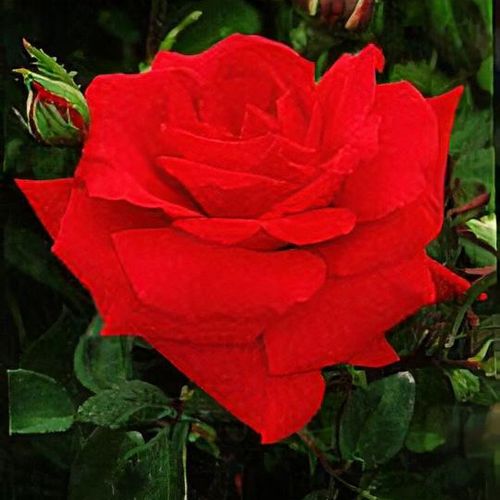 red devils shropshire