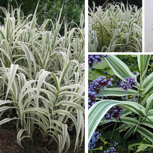 arundo donax variegata compact ely