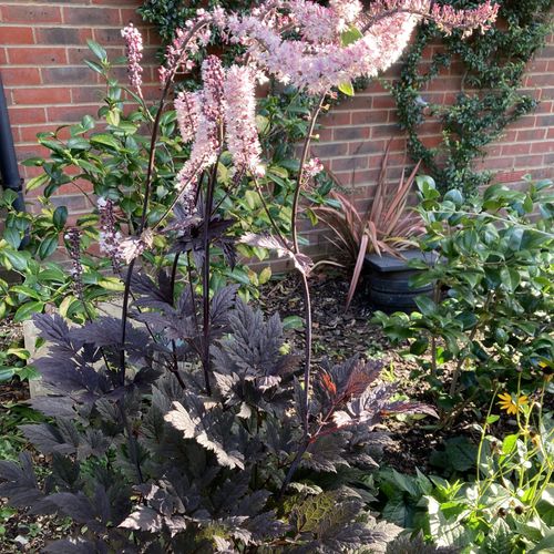 actaea simplex pink spike
