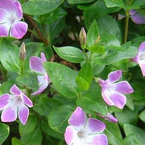vinca difformis