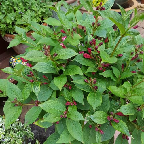 weigela bristol ruby