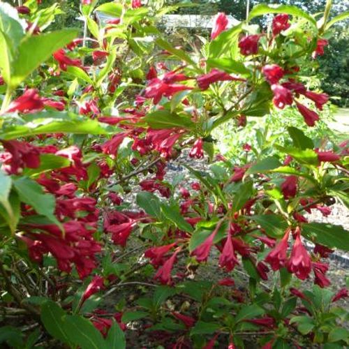 weigela ruby red