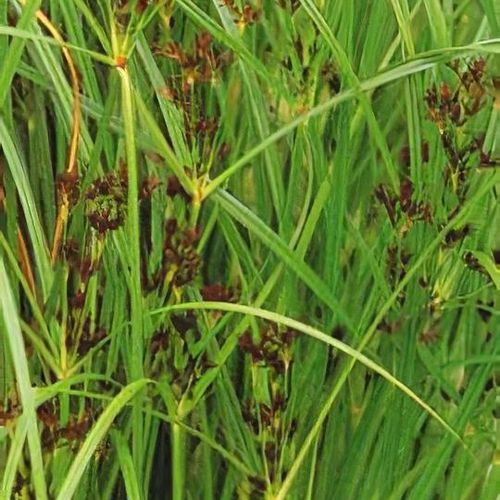 cyperus longus