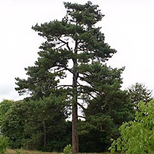 pinus maritima