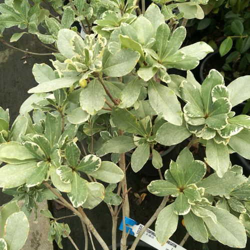 pittosporum variegated tarata