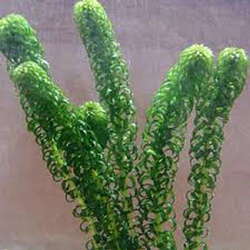 elodea crispa