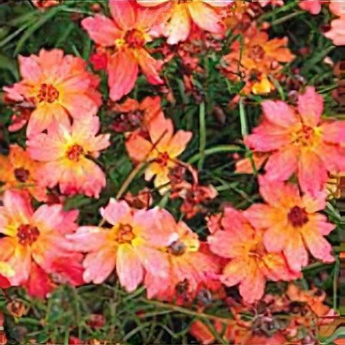 coreopsis limerock ruby
