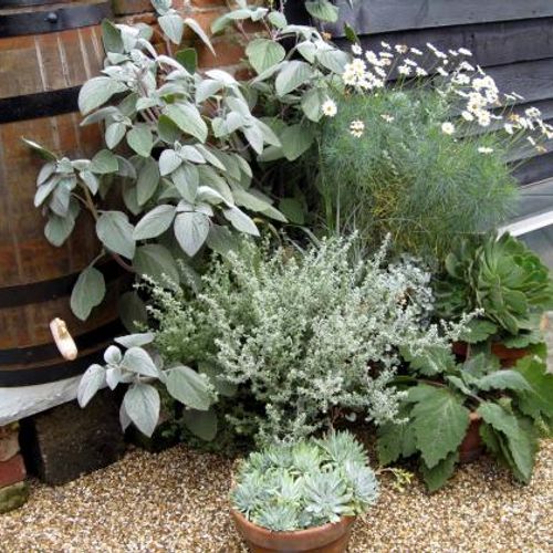 plectranthus argentatus pruning