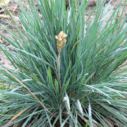 koeleria glauca problems