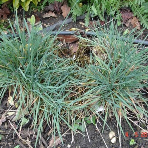 koeleria glauca problems