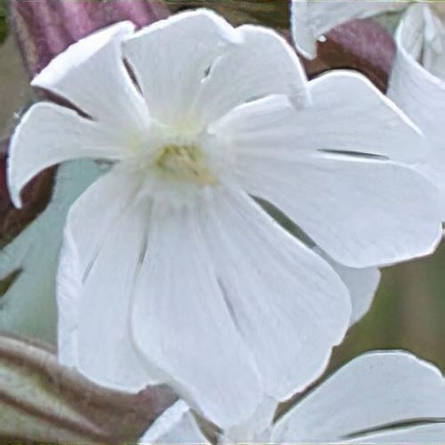 silene maritima alba
