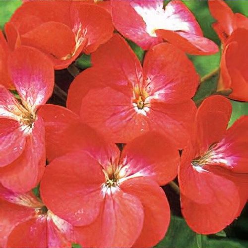 pelargonium hortorum