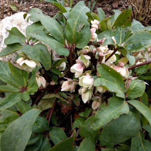 helleborus walberton's ivory prince