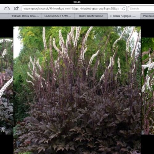 actaea simplex black negligee