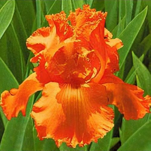 iris orange
