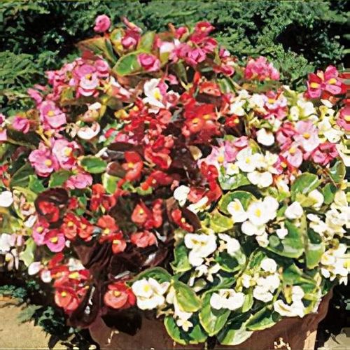 Begonia Planting Plan Diagrams 130+ Begonia Cartoon Stock