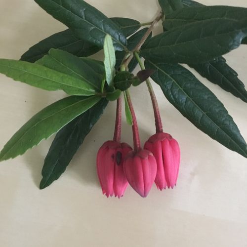 lantern tree cuttings