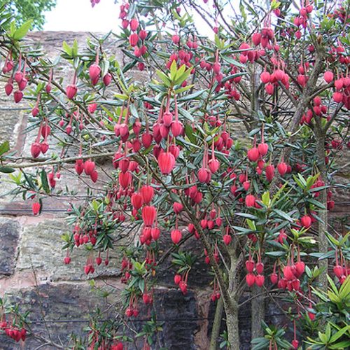 lantern tree pruning