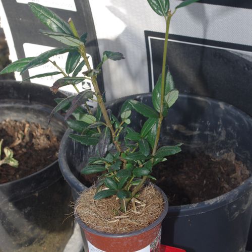 lantern tree cuttings